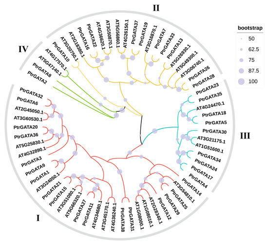Comprehensive Analysis and Characterization of the GATA Gene Family ...
