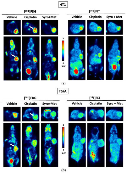 IJMS | Free Full-Text | Evaluating [18F]FDG and [18F]FLT Radiotracers ...