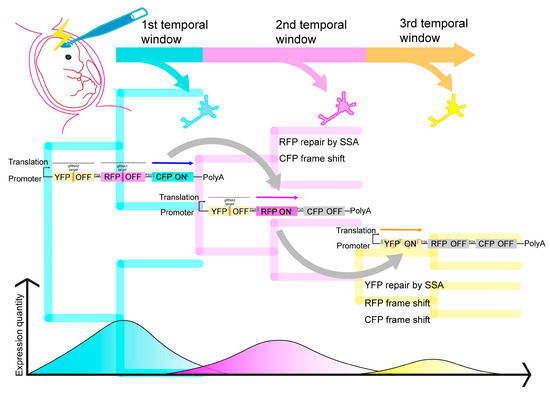 Advanced Techniques Using In Vivo Electroporation to Study the ...