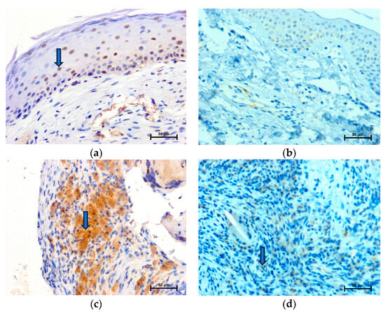 Immunohistochemical Identification and Assessment of the Location of ...