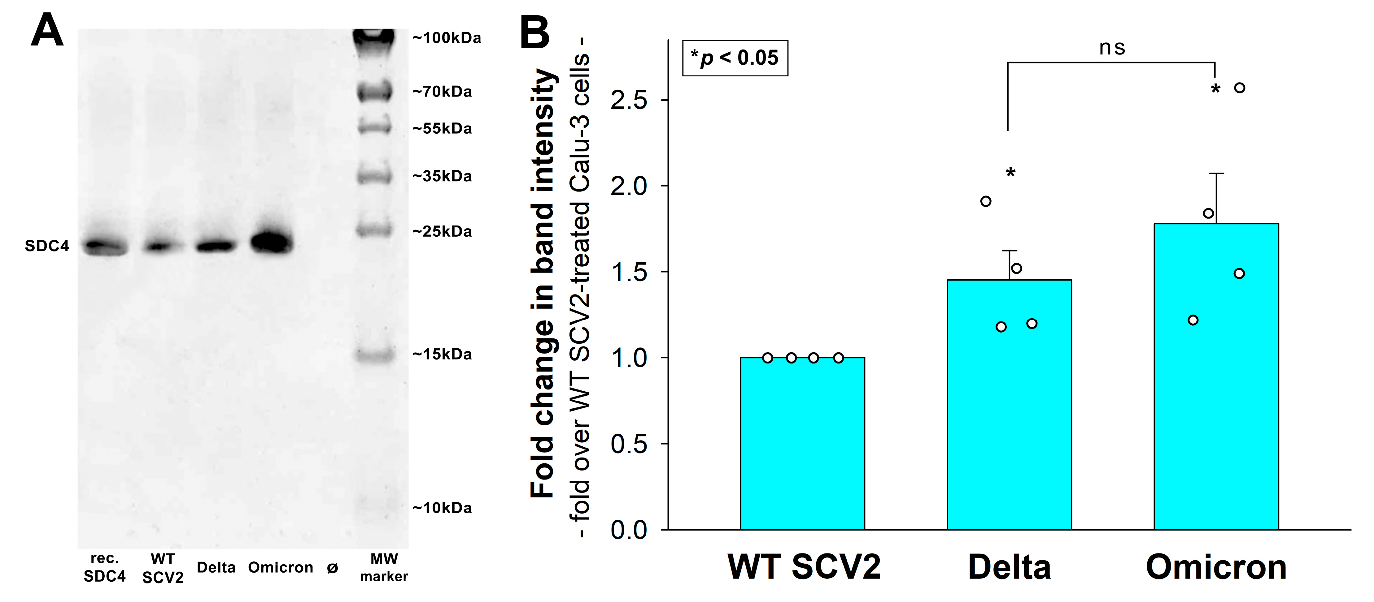 Exploring the Syndecan-Mediated Cellular Internalization of the SARS ...