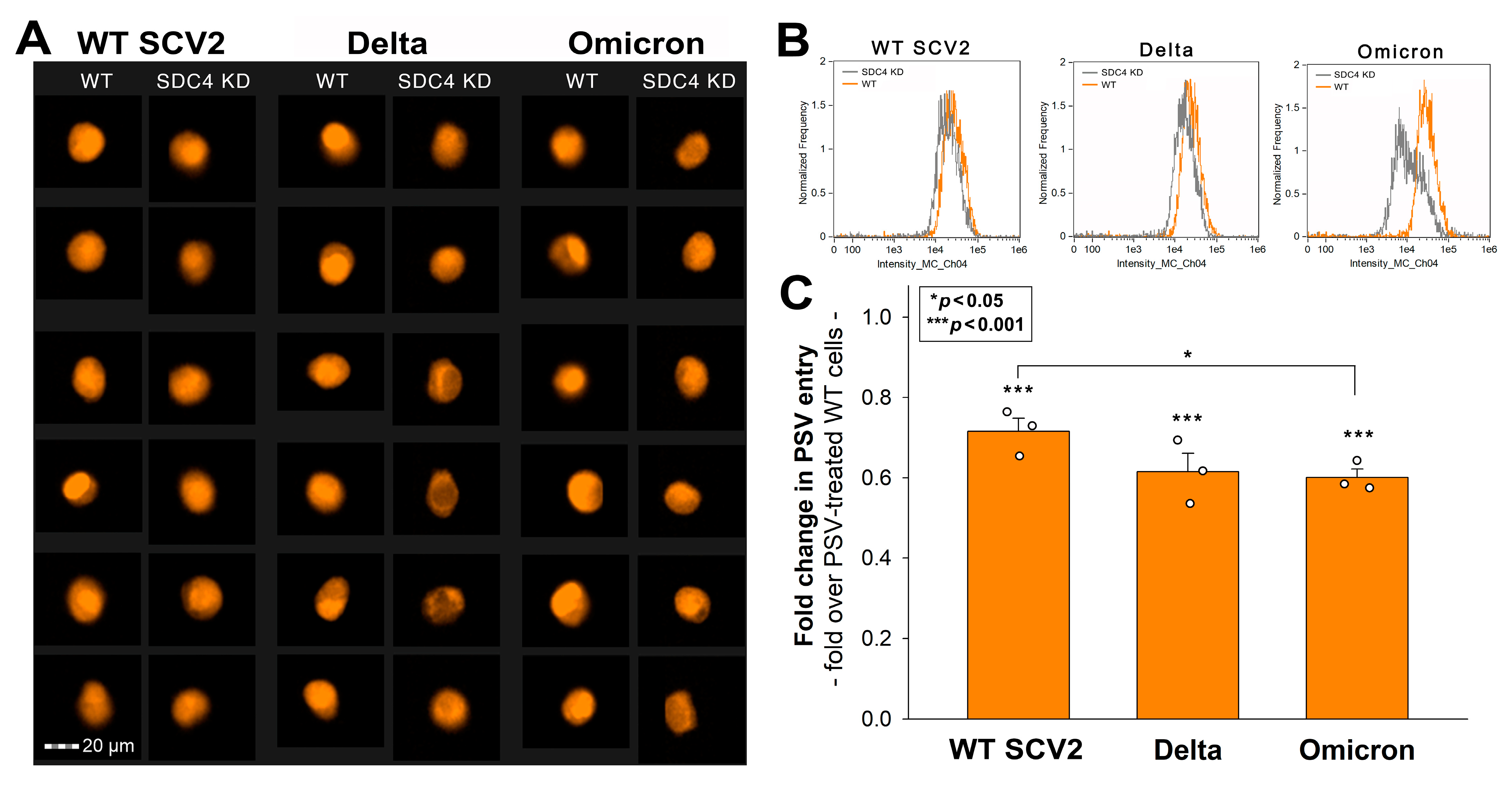 Exploring the Syndecan-Mediated Cellular Internalization of the SARS ...