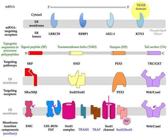 IJMS | Free Full-Text | Quantitative Mass Spectrometry Characterizes ...