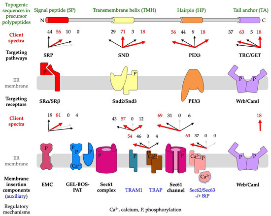IJMS | Free Full-Text | Quantitative Mass Spectrometry Characterizes ...