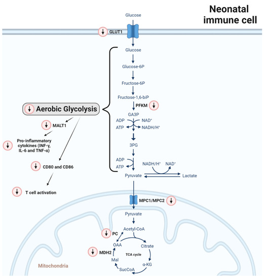 New Insights in Immunometabolism in Neonatal Monocytes and Macrophages ...