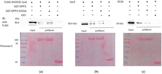 Identification of SH2 Domain-Containing Protein 3C as a Novel, Putative ...