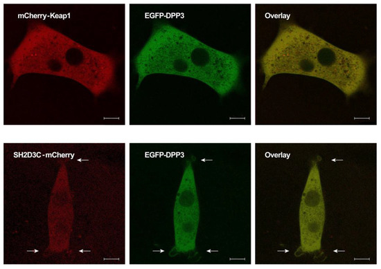 Identification of SH2 Domain-Containing Protein 3C as a Novel, Putative ...