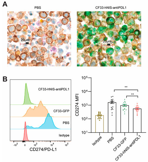Anti-Tumor Immunogenicity of the Oncolytic Virus CF33-hNIS-antiPDL1 ...