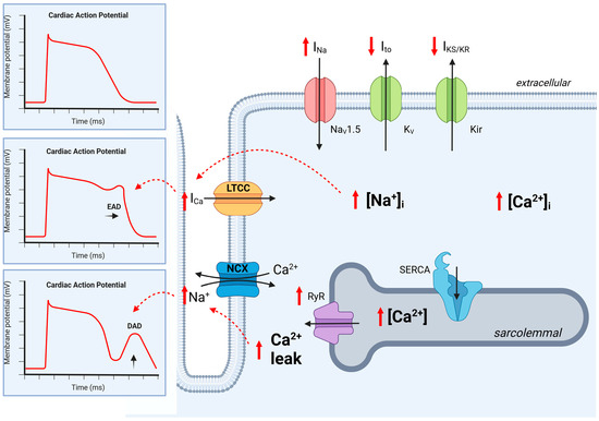 Impact of Impaired Kidney Function on Arrhythmia-Promoting Cardiac Ion ...