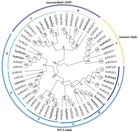 Genome-Wide Analysis of WUSCHEL-Related Homeobox Gene Family in Sacred Lotus (Nelumbo nucifera)