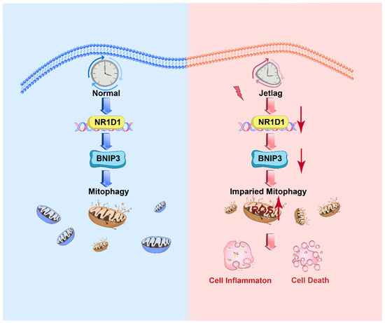 Uncovering the Novel Role of NR1D1 in Regulating BNIP3-Mediated ...