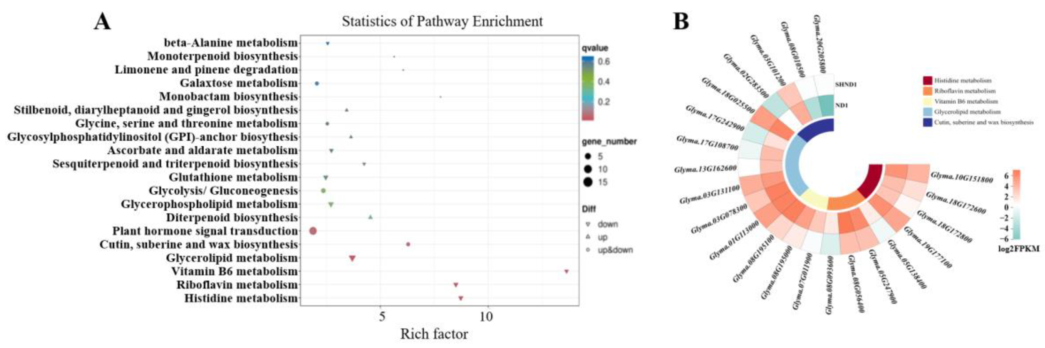 Transcriptomic and Metabolomic Analyses Reveal the Key Genes Related to ...