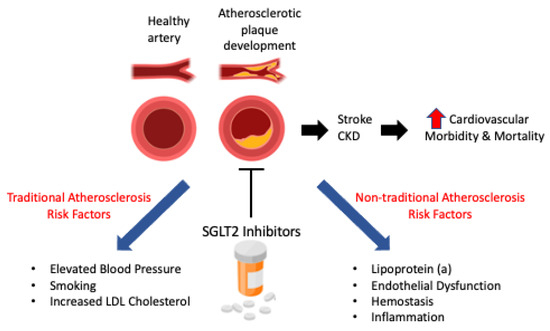 The Impact of SGLT2 Inhibitors in the Heart and Kidneys Regardless of ...