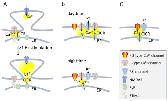 Calcium Channels and Calcium-Binding Proteins