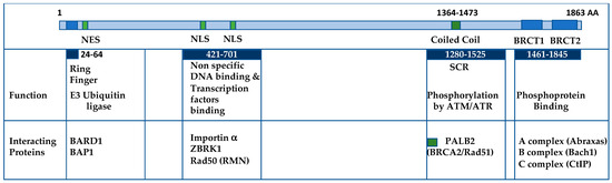 IJMS | Free Full-Text | BRCA1 the Versatile Defender: Molecular to ...