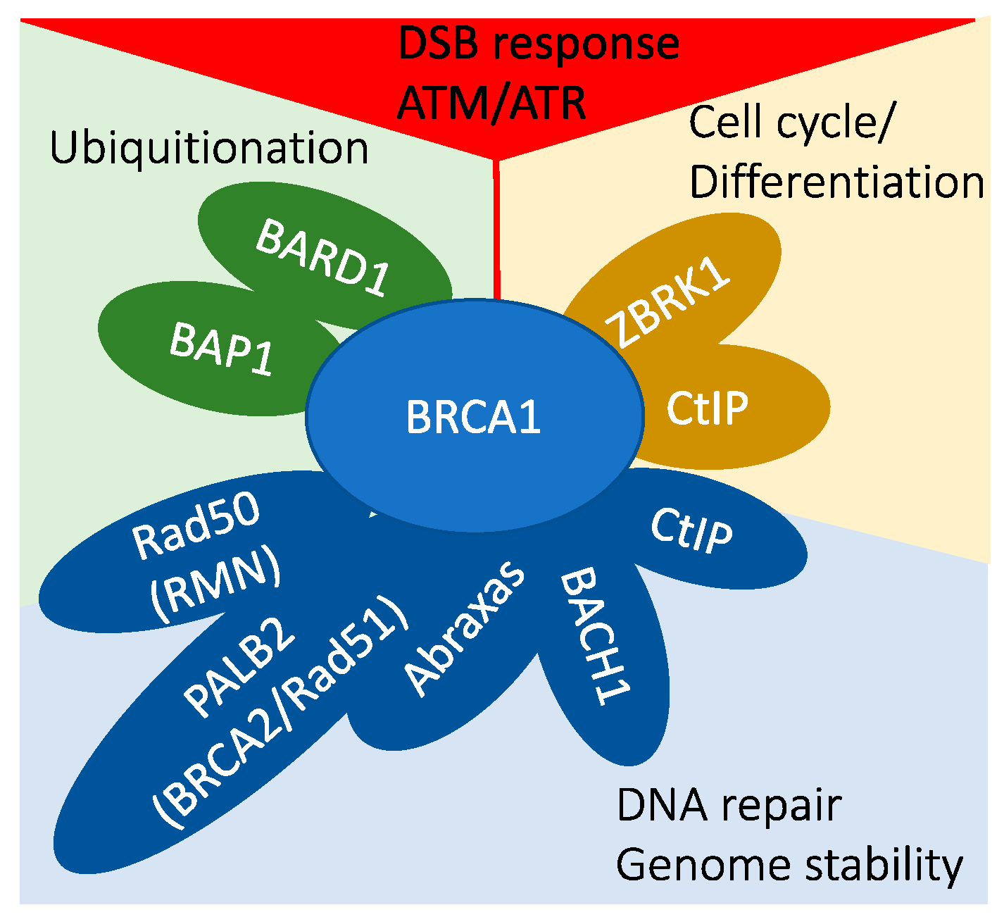 IJMS | Free Full-Text | BRCA1 the Versatile Defender: Molecular to ...