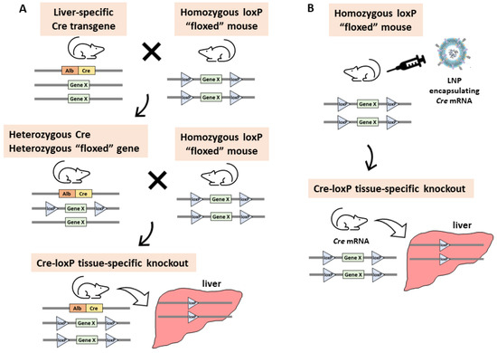 A Lipid Nanoparticle-Based Method for the Generation of Liver-Specific ...