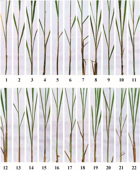 Comparison of Transcriptome between Tolerant and Susceptible Rice ...
