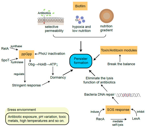 Recent Advances in Bacterial Persistence Mechanisms