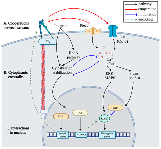 The Mechanotransduction Signaling Pathways in the Regulation of Osteogenesis