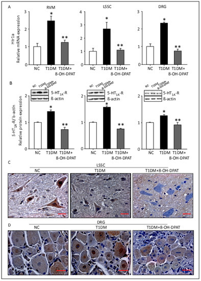 Activation of 5-HT1A Receptors Normalizes the Overexpression of ...