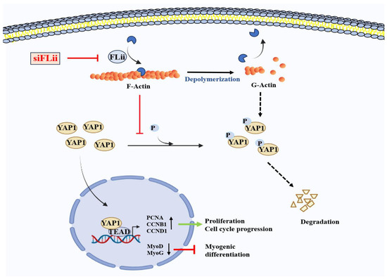 FLII Modulates the Myogenic Differentiation of Progenitor Cells via ...
