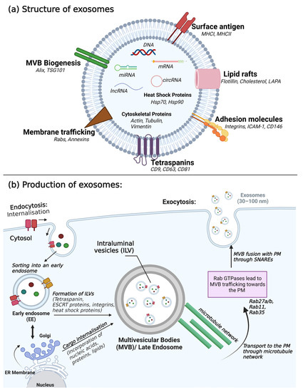 IJMS | Free Full-Text | Exosomes in the Diagnosis and Treatment of ...