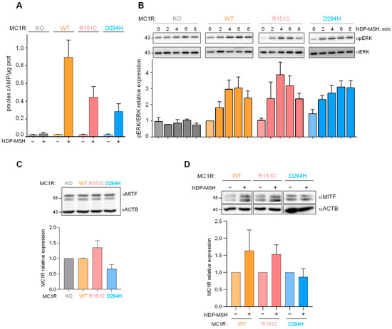 A Side-by-Side Comparison of Wildtype and Variant Melanocortin 1 ...