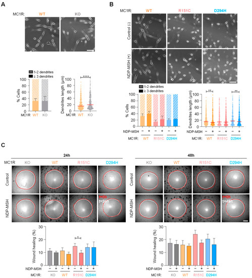 A Side-by-Side Comparison of Wildtype and Variant Melanocortin 1 ...