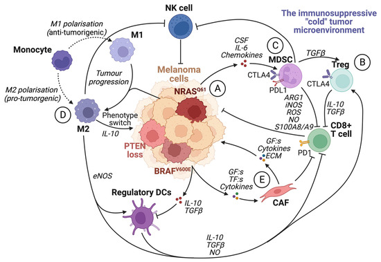Exploring the Complex and Multifaceted Interplay between Melanoma Cells ...