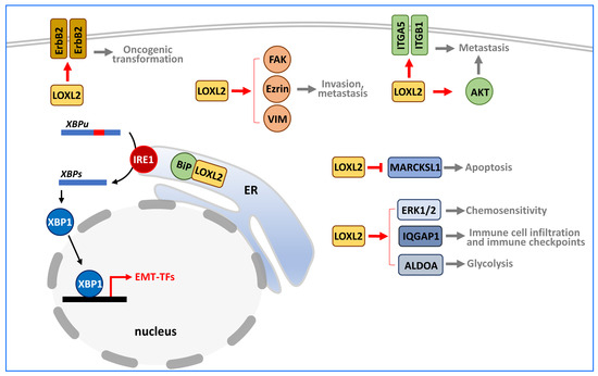 IJMS | Free Full-Text | LOXL2 in Cancer: A Two-Decade Perspective