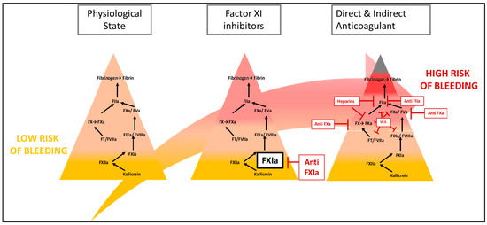 IJMS | Free Full-Text | Inhibition of Factor XI: A New Era in the ...