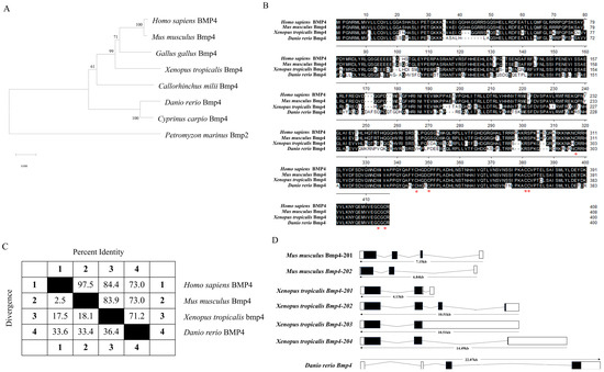 IJMS | Free Full-Text | Bmp4 in Zebrafish Enhances Antiviral Innate ... IJMS | Free Full-Text | Bmp4 in Zebrafish Enhances Antiviral Innate ...