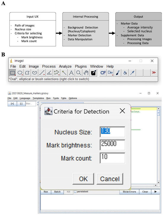 Foci-Xpress: Automated and Fast Nuclear Foci Counting Tool