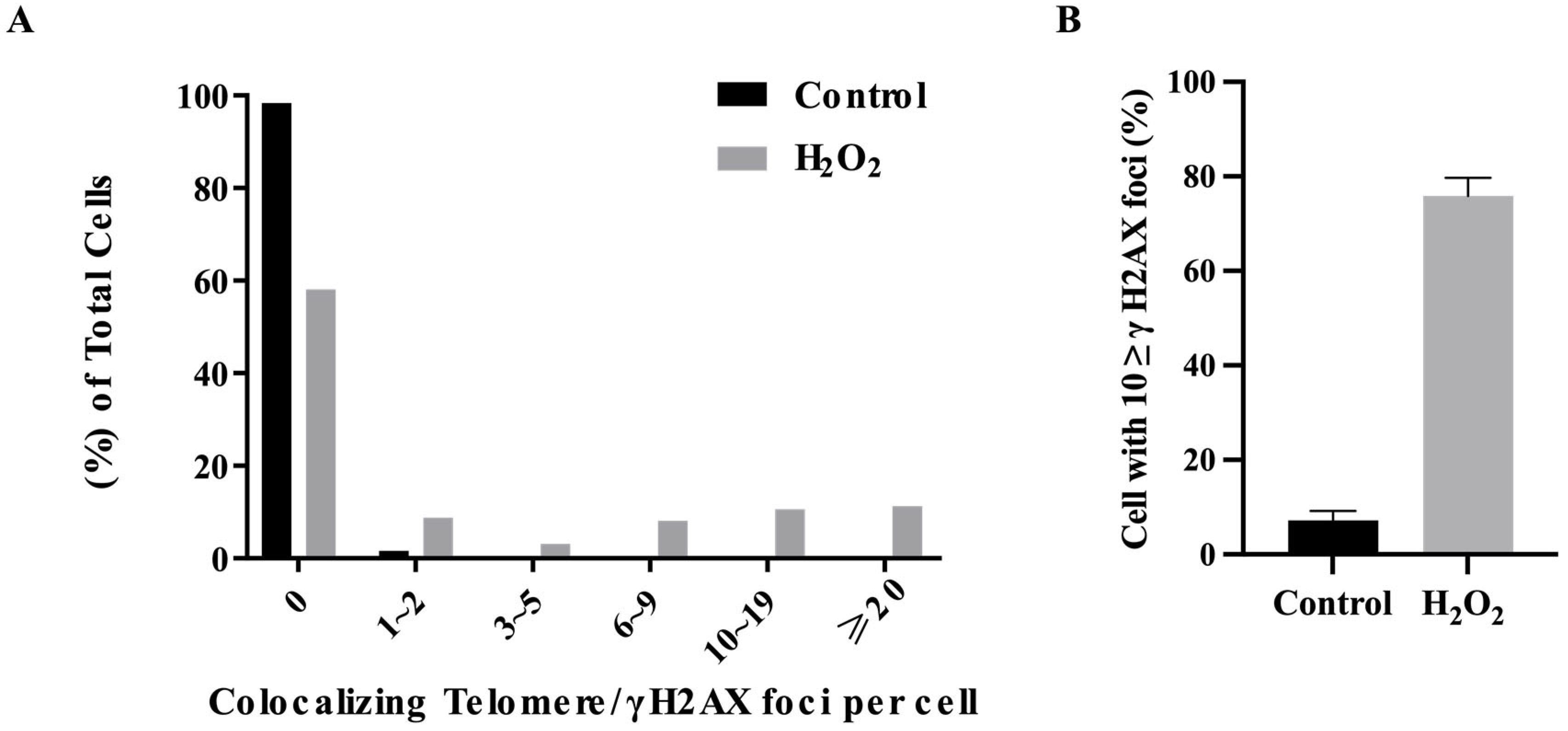 Foci-Xpress: Automated and Fast Nuclear Foci Counting Tool