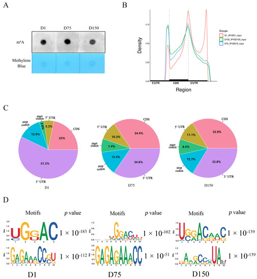 Comprehensive Analysis of the Transcriptome-Wide m6A Methylome in ...