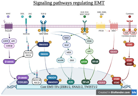 Involvement of Epithelial-Mesenchymal Transition (EMT) in Autoimmune ...