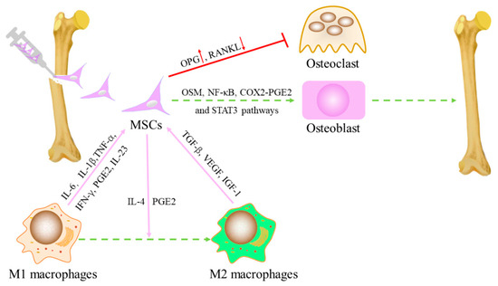Interaction between Mesenchymal Stem Cells and Immune Cells during Bone ...