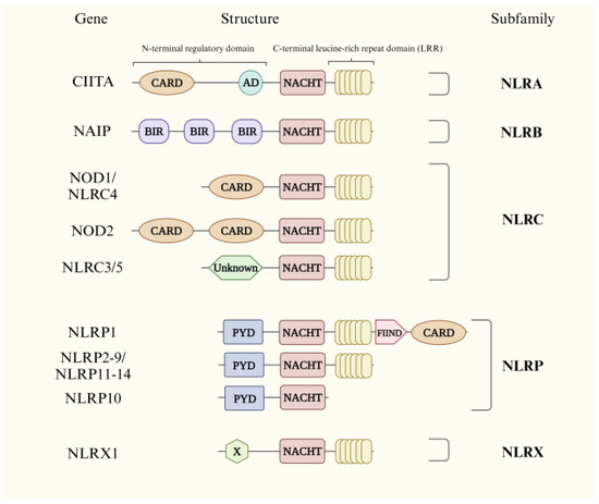 NOD-like Receptor Signaling Pathway in Gastrointestinal Inflammatory ...