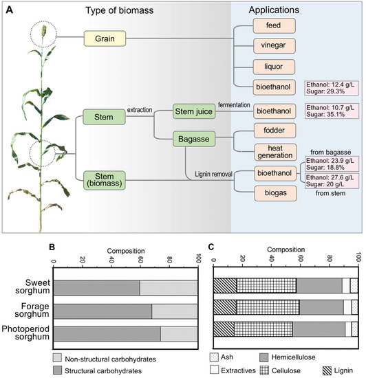 IJMS | Free Full-Text | Harnessing the Genetic Basis of Sorghum Biomass ...