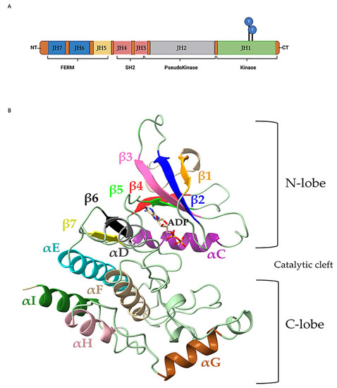 Structural Analysis of Janus Tyrosine Kinase Variants in Hematological ...