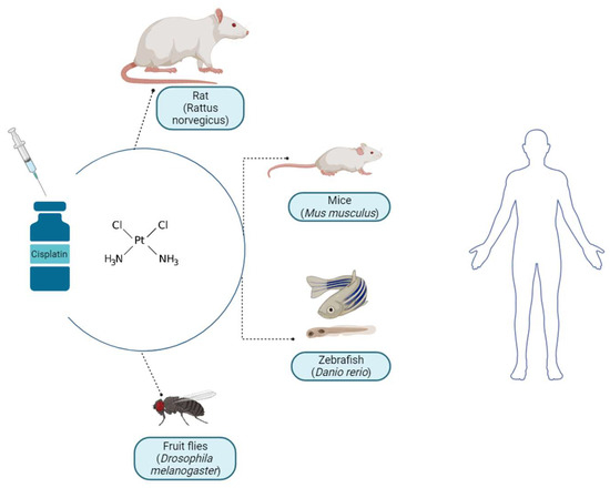 Oxidative Damage as a Fundament of Systemic Toxicities Induced by ...