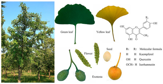 Overview and Recent Progress on the Biosynthesis and Regulation of ...
