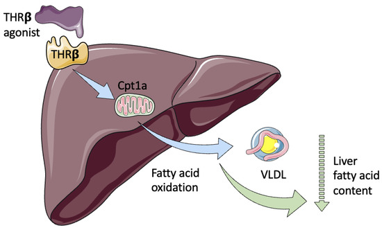 Understanding the Relationship between Nonalcoholic Fatty Liver Disease ...