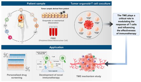 Exploring Tumor–Immune Interactions in Co-Culture Models of T Cells and ...