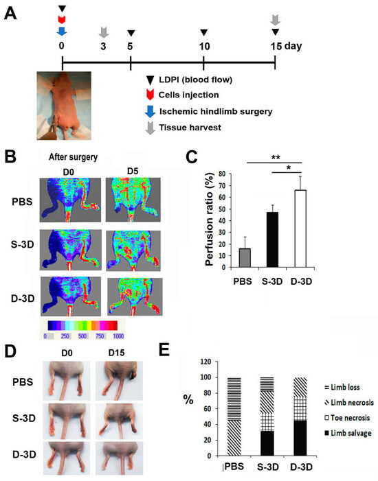 Synergistic Therapeutic Potential of Dual 3D Mesenchymal Stem Cell ...