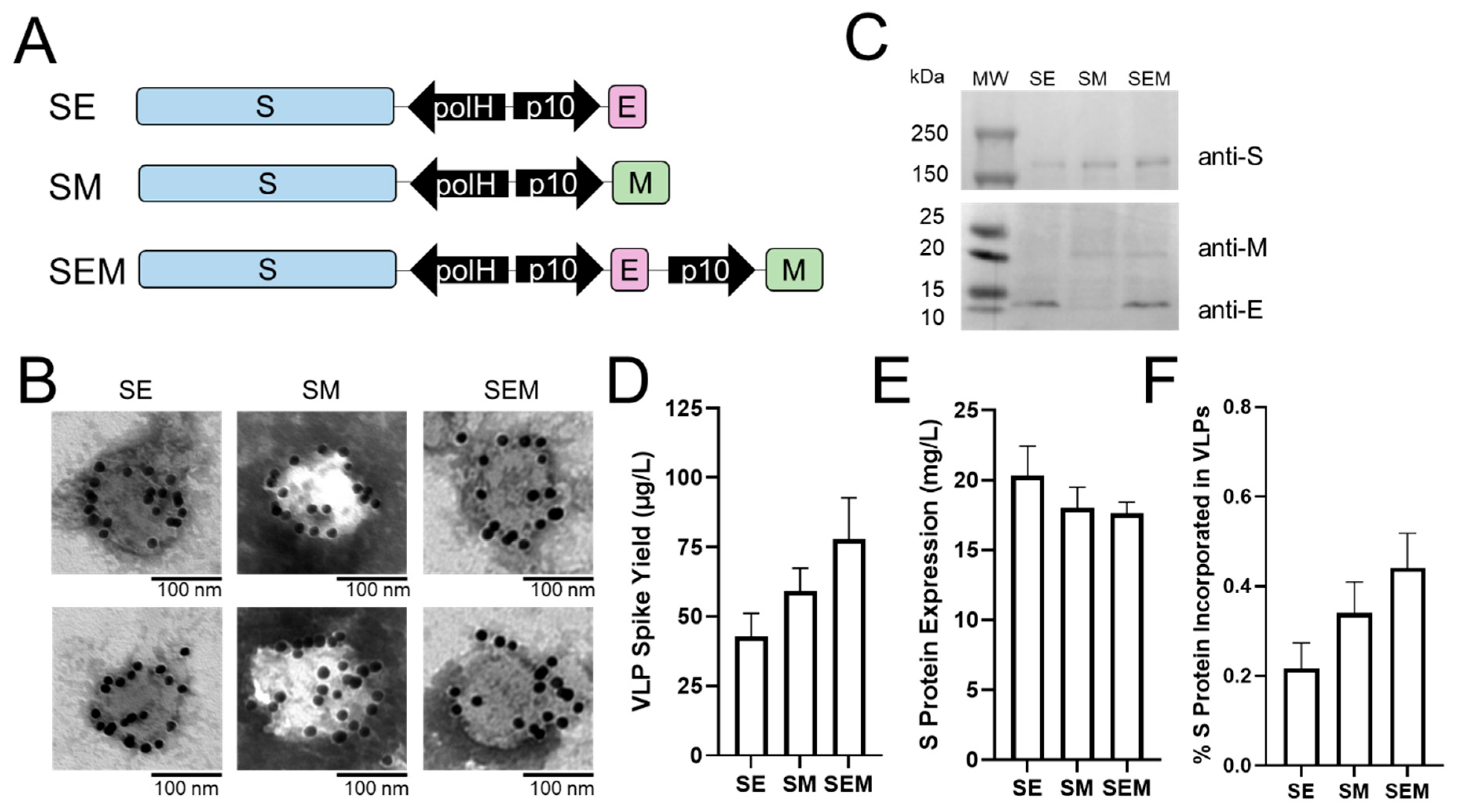 IJMS | Free Full-Text | Pseudotyping Improves the Yield of Functional SARS-CoV-2 Virus-like ...