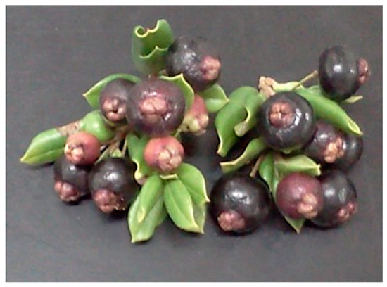 Innovative Integration of Arrayan (Luma apiculata) Extracts in Chitosan ...