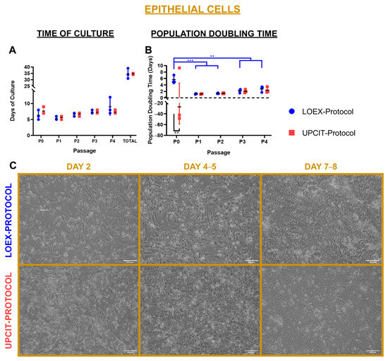 Comparison of Two Human Skin Cell Isolation Protocols and Their ...