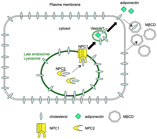 Cyclodextrin-Mediated Cholesterol Depletion Induces Adiponectin ...